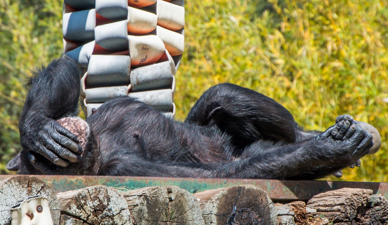 Chimpancé Animal Mono - Foto gratis en Pixabay - Pixabay