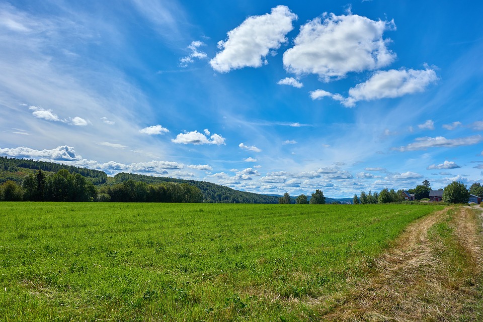 Field Grass Grassland - Free photo on Pixabay - Pixabay