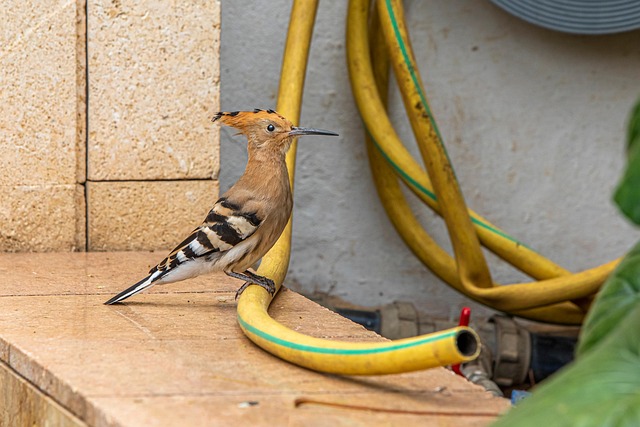 Bird Eurasian Hoopoe Beak - Free photo on Pixabay