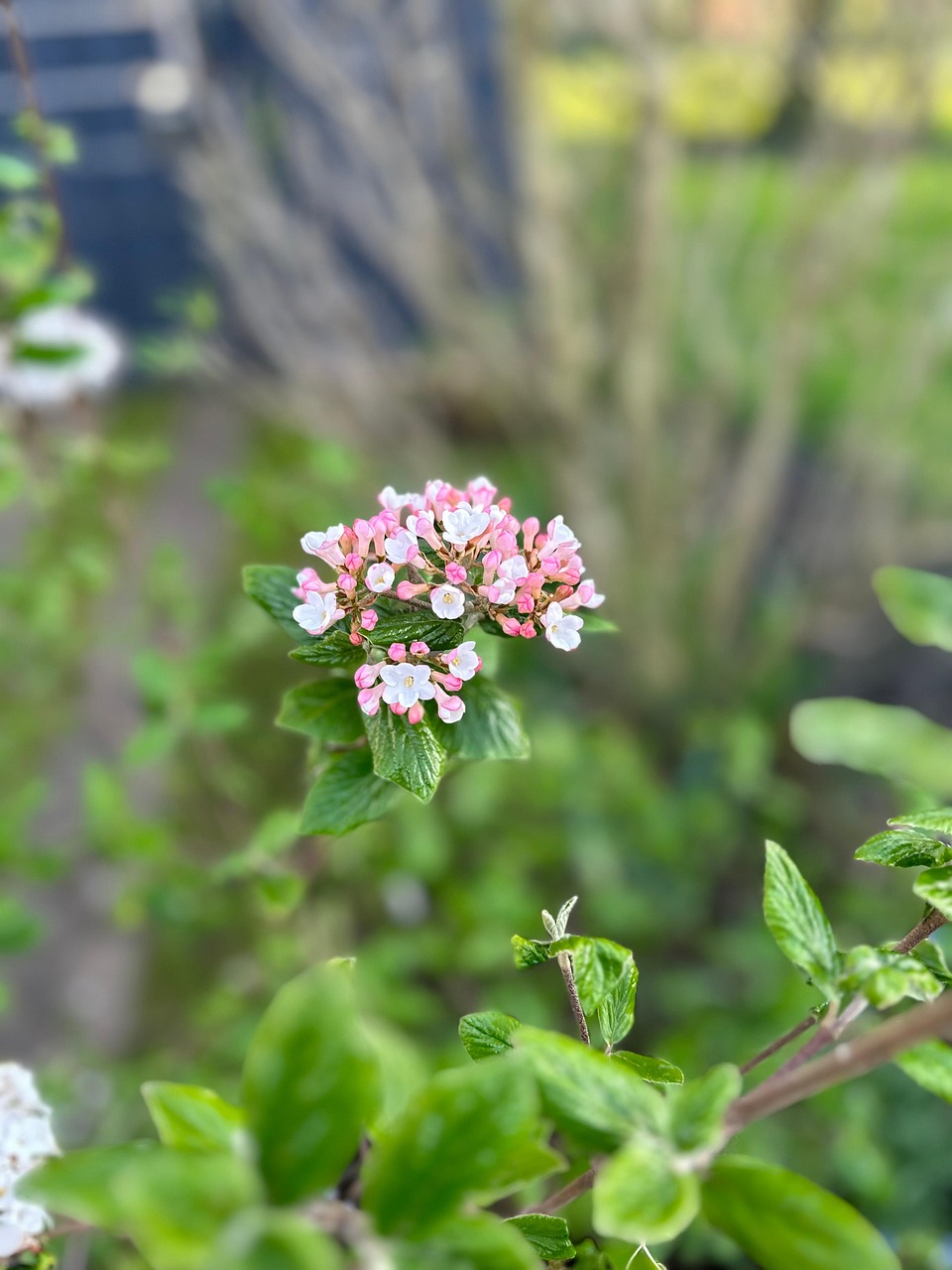 Early Bloomer Spring Garden - Free photo on Pixabay - Pixabay
