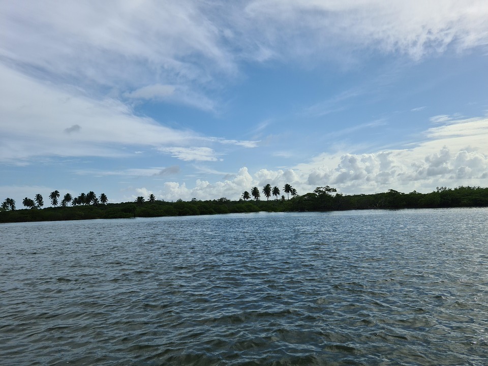 Chicken Port Mangue Coast - Free photo on Pixabay - Pixabay