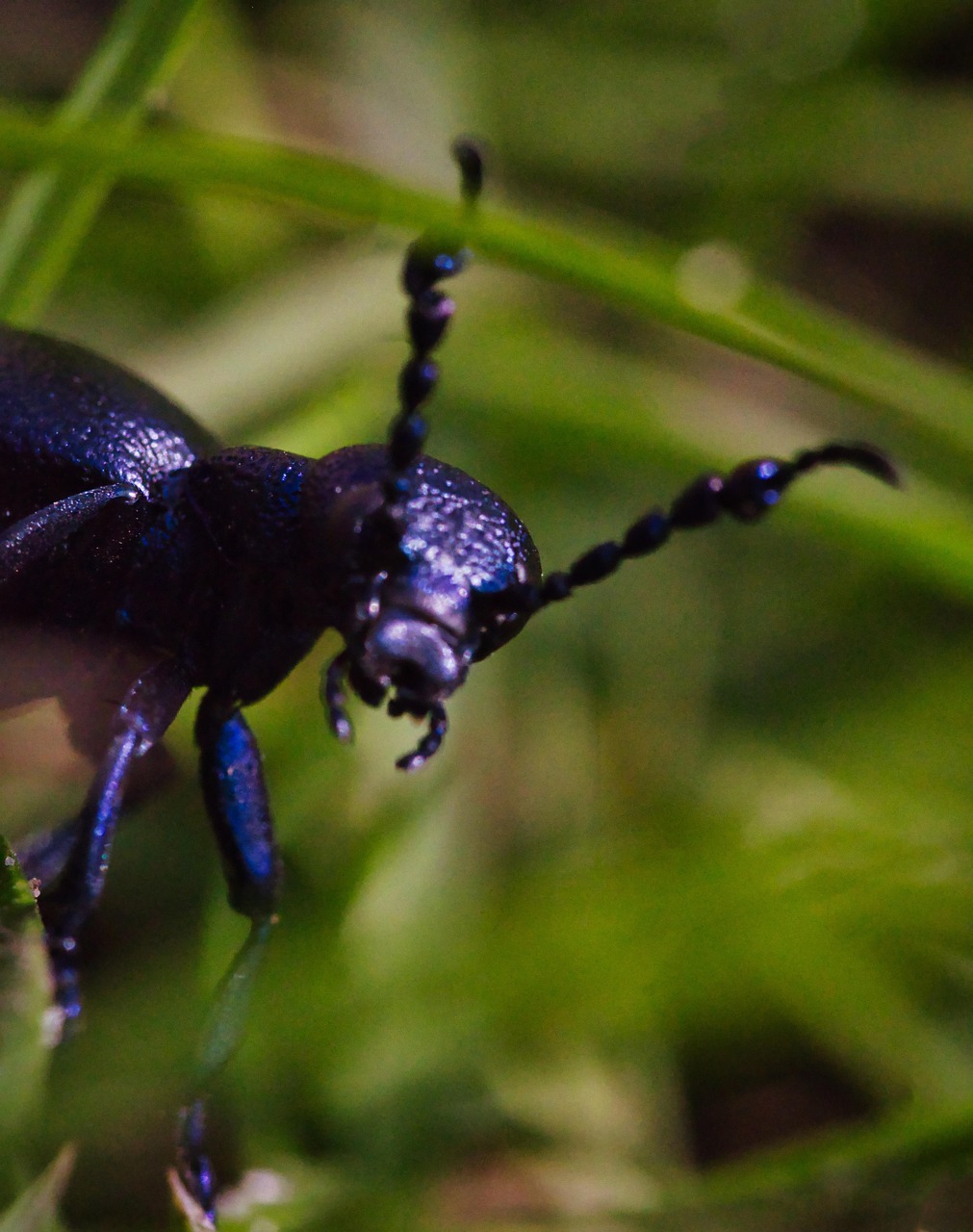 Oil Beetle Insect - Free photo on Pixabay - Pixabay