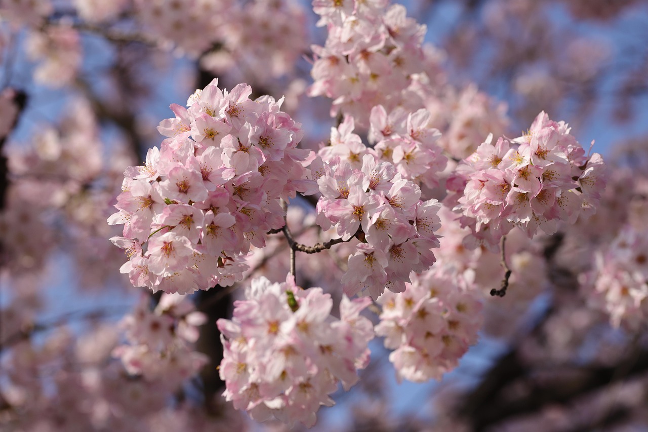 Flores Temporada Primavera - Foto gratuita no Pixabay - Pixabay
