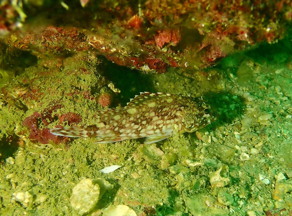 Fish Hong Kong Underwater Marine - Free photo on Pixabay - Pixabay