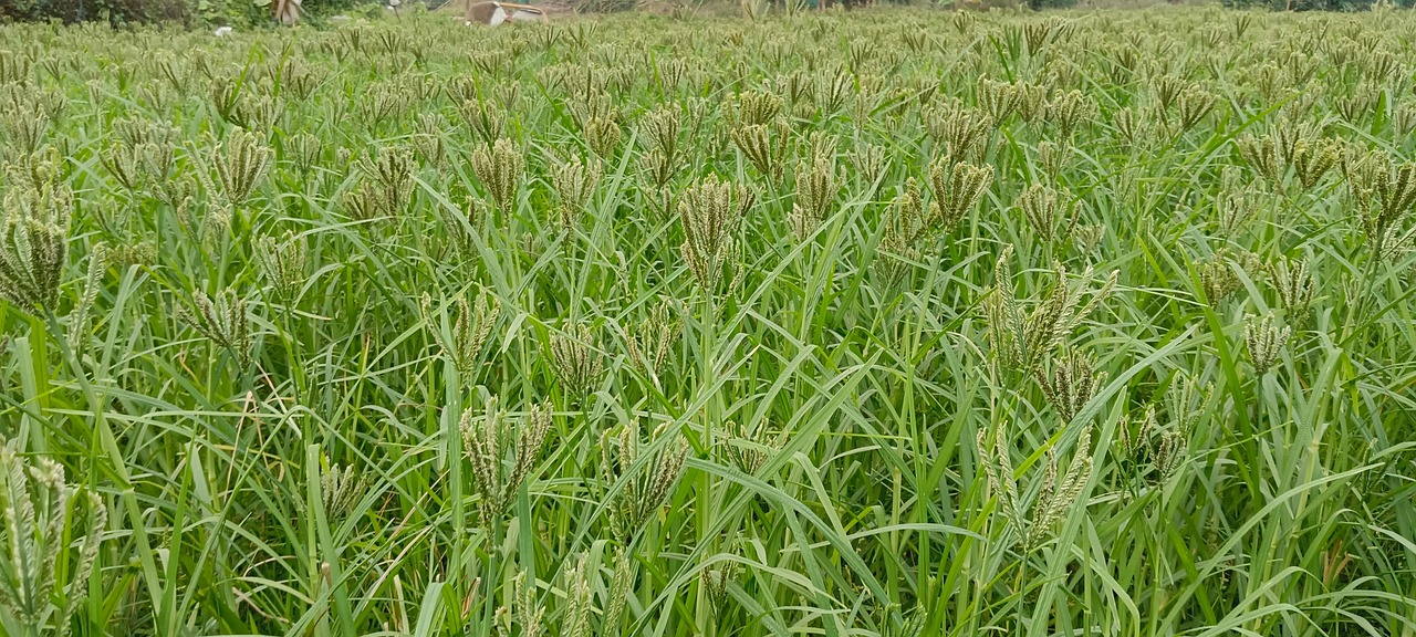 Grain Farm - Free photo on Pixabay - Pixabay