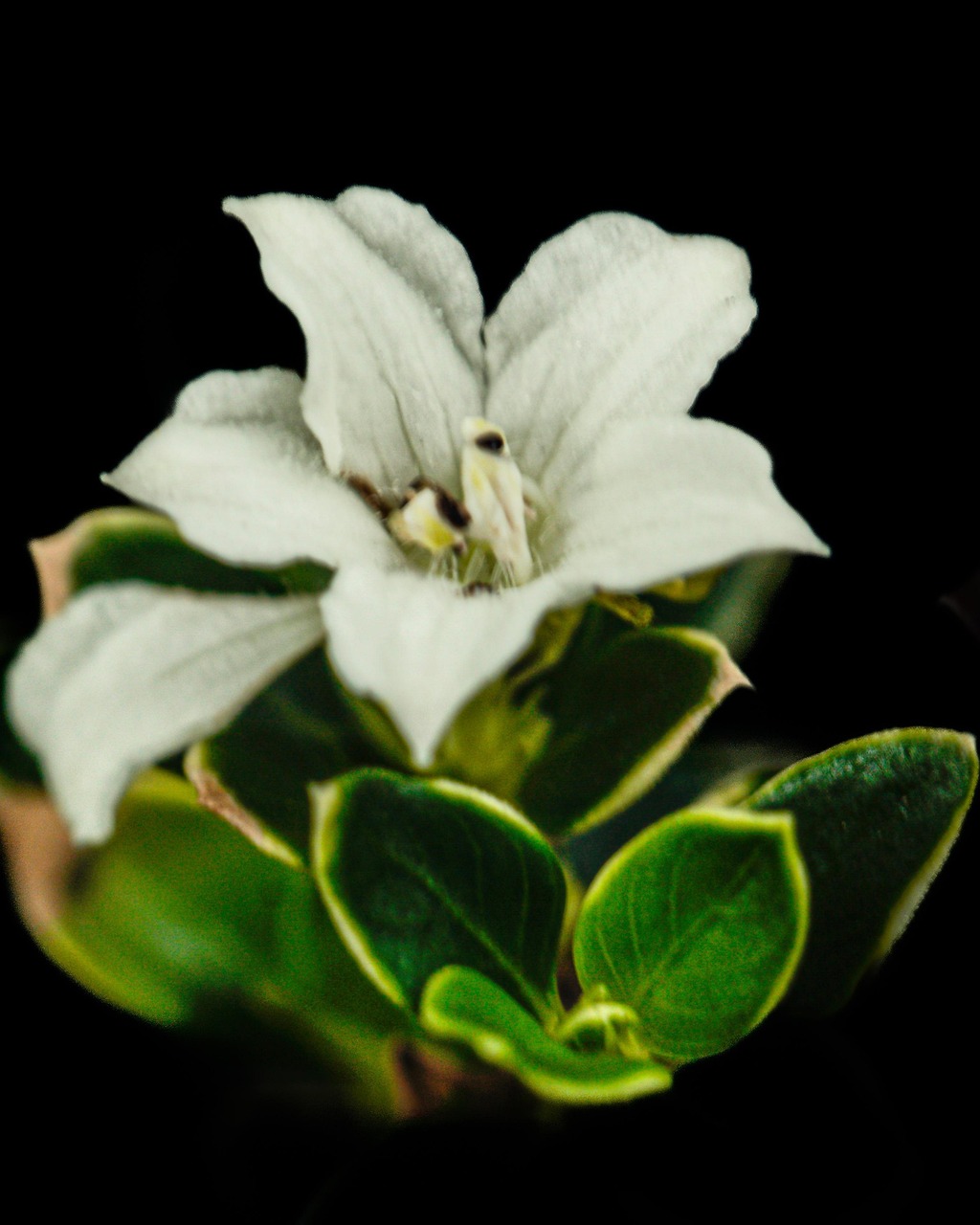 Flor Branco Verde - Foto gratuita no Pixabay - Pixabay