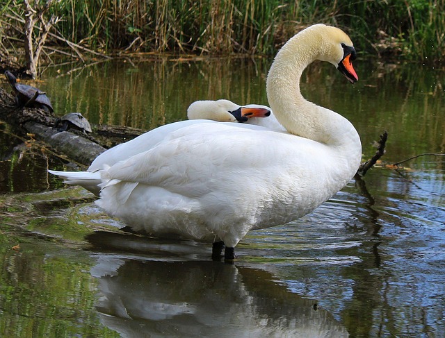 Swan Nature Waterfowl - Free photo on Pixabay - Pixabay