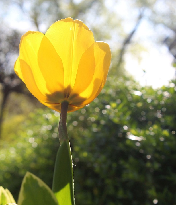 Tulipán Amarillo Translúcido - Foto gratis en Pixabay - Pixabay