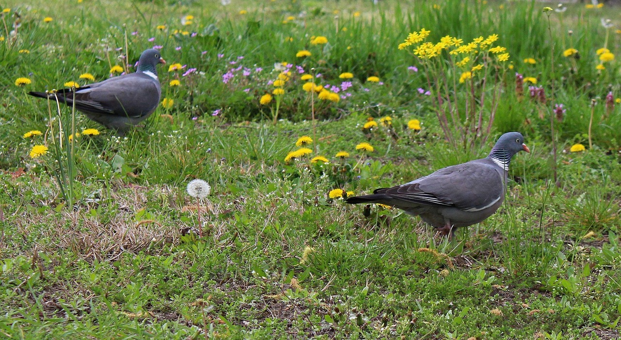 Pigeon Ringed Dove Pair Of Pigeons - Free photo on Pixabay - Pixabay