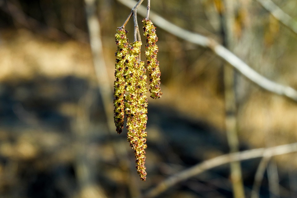 Alder Earrings Bloom - Free photo on Pixabay - Pixabay