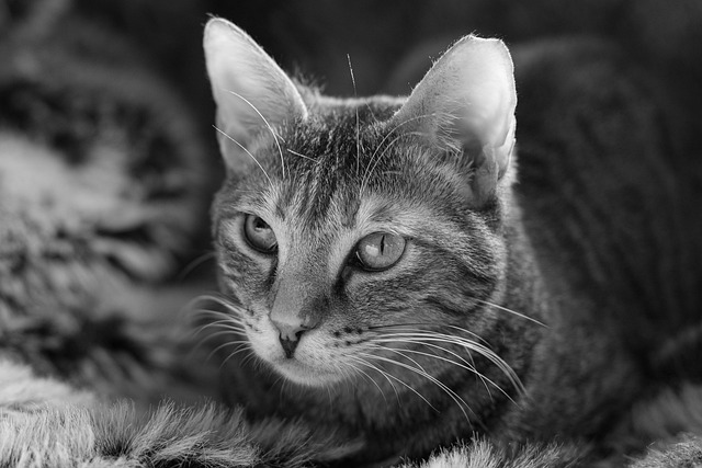 Cat Arabian Mau Feline - Free photo on Pixabay - Pixabay