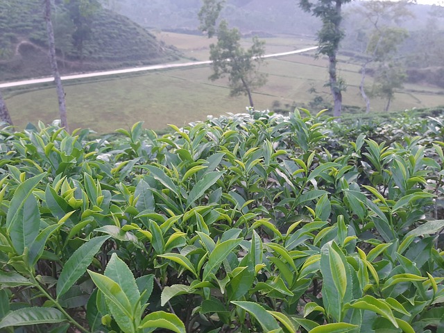 Kebun Teh Minuman - Foto gratis di Pixabay - Pixabay