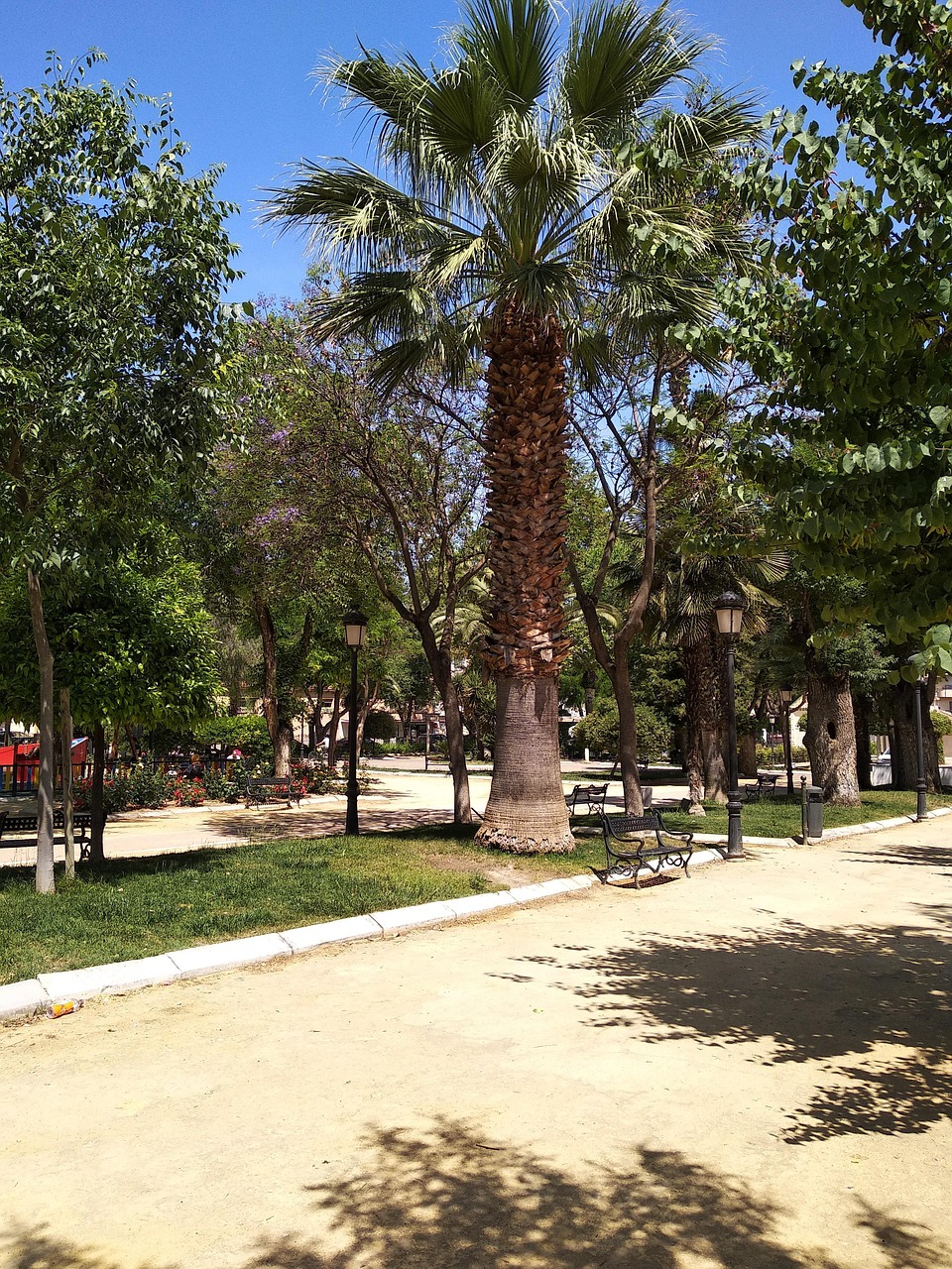 The Park Palm - Free photo on Pixabay - Pixabay