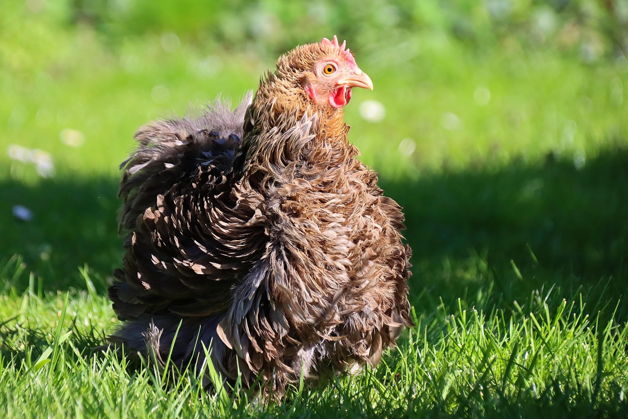 Oiseau Ornithologie Poulet - Photo gratuite sur Pixabay - Pixabay