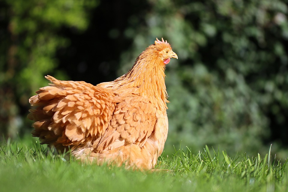 Cochin Huhn Geflügel - Kostenloses Foto auf Pixabay - Pixabay