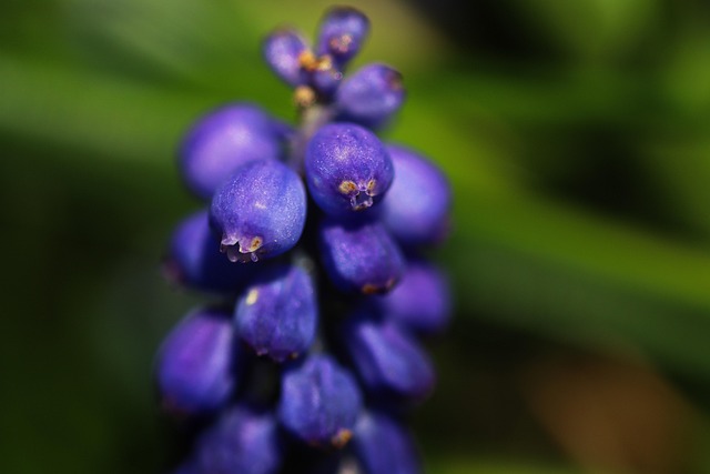 Bunga Eceng Gondok Anggur Makro - Foto gratis di Pixabay - Pixabay