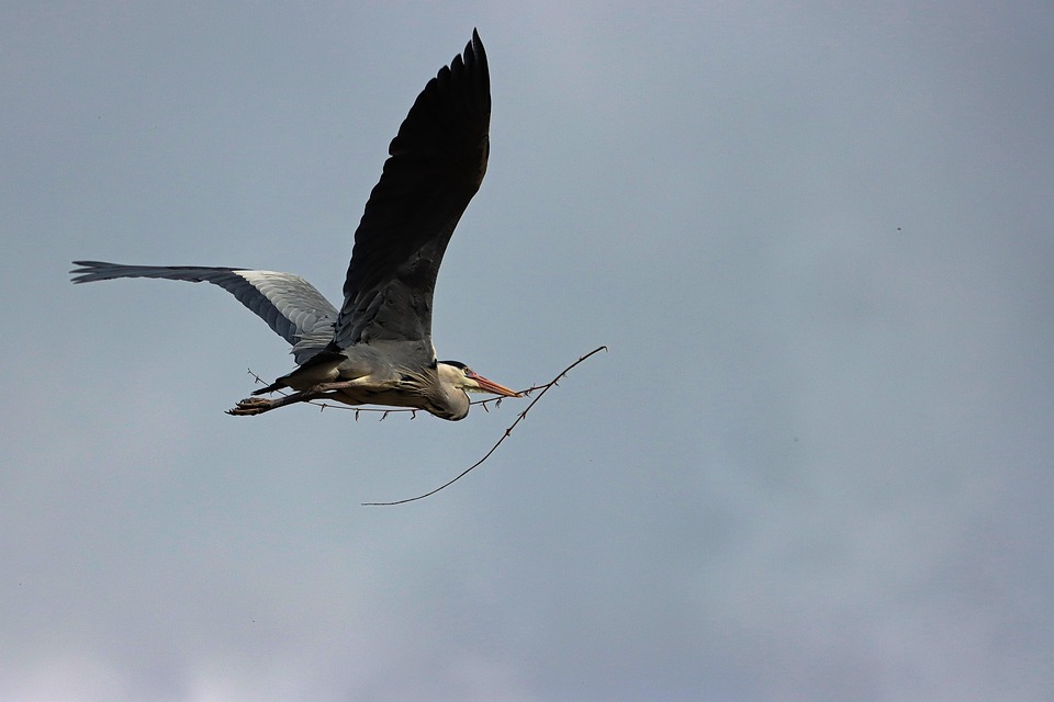Heron Bird Great Egret - Free photo on Pixabay - Pixabay