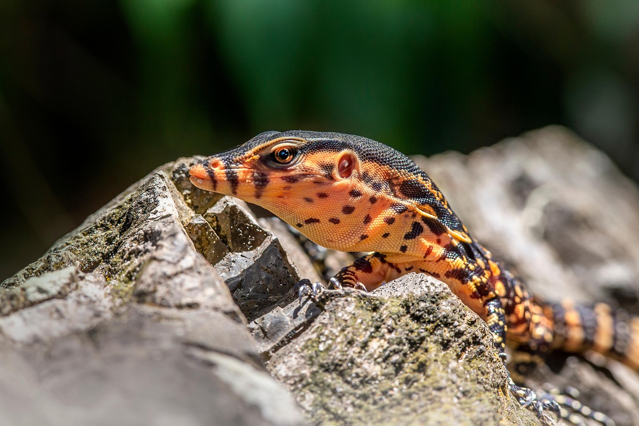 Varan Sauveur Reptile Moniteur - Photo gratuite sur Pixabay - Pixabay