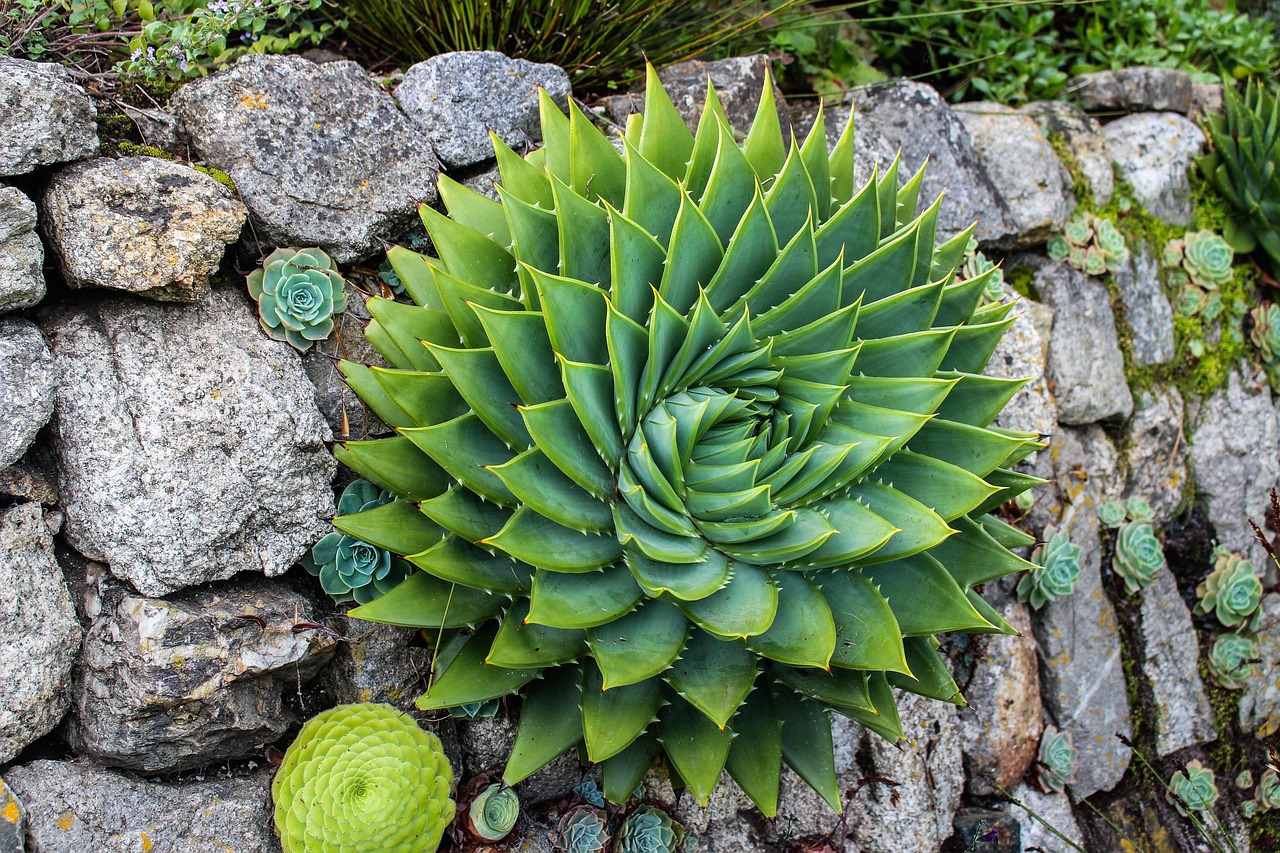 7+ Free Spiral Aloe & Aloe Images - Pixabay