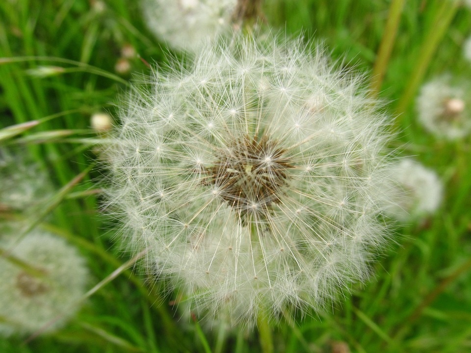 Flower Botany Dandelion - Free photo on Pixabay - Pixabay