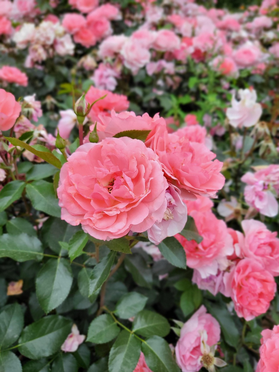 Roses Pink Flowers - Free photo on Pixabay - Pixabay