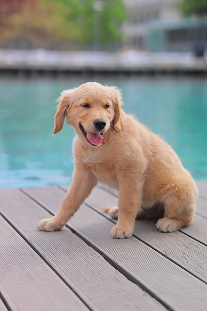 Golden Retriever Dog Puppy - Free photo on Pixabay