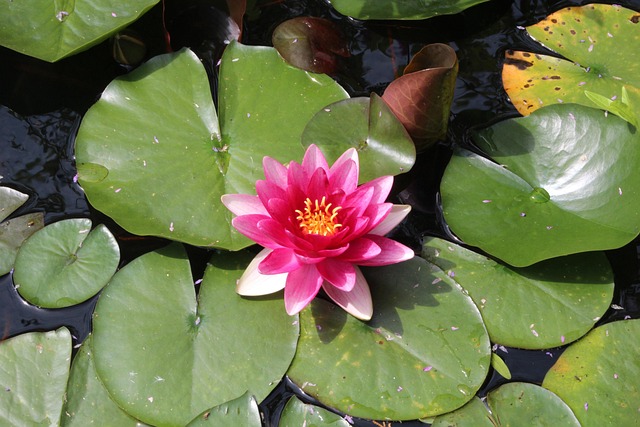 Nénuphar Plante Aquatique Fleur - Photo gratuite sur Pixabay - Pixabay