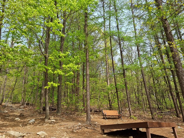 Bosque Parque Natural Primavera - Foto gratis en Pixabay - Pixabay