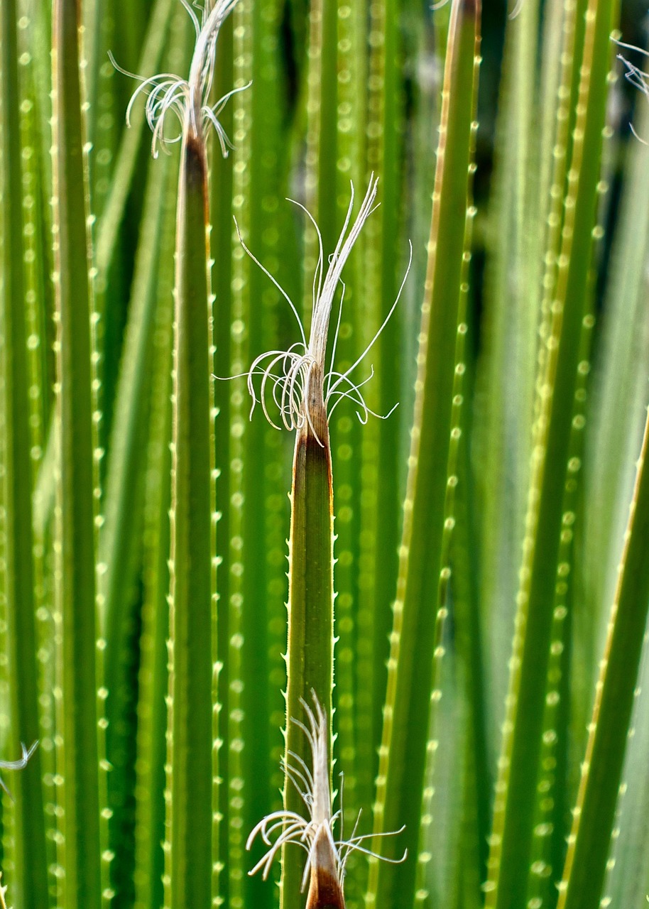 Plant Succulent Spikes - Free photo on Pixabay - Pixabay