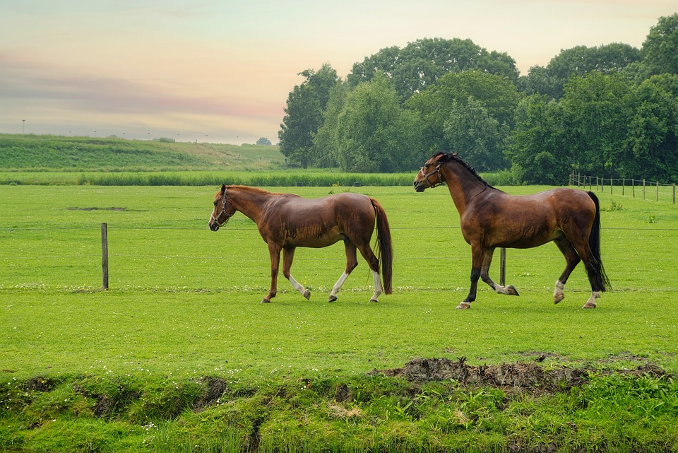 Horses Animals Pasture - Free photo on Pixabay