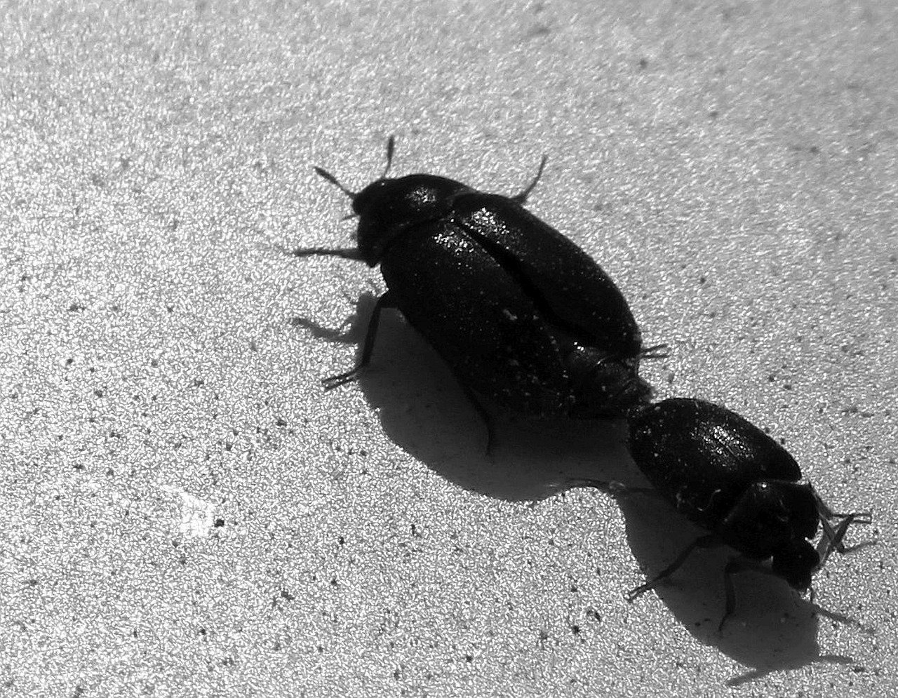Beetle Bugs La Reproduction - Photo gratuite sur Pixabay - Pixabay