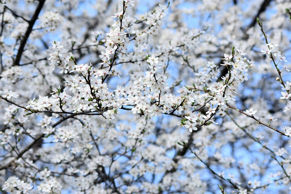Flowers White Spring - Free photo on Pixabay