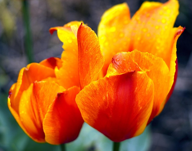 Tulips Orange Free Photo On Pixabay