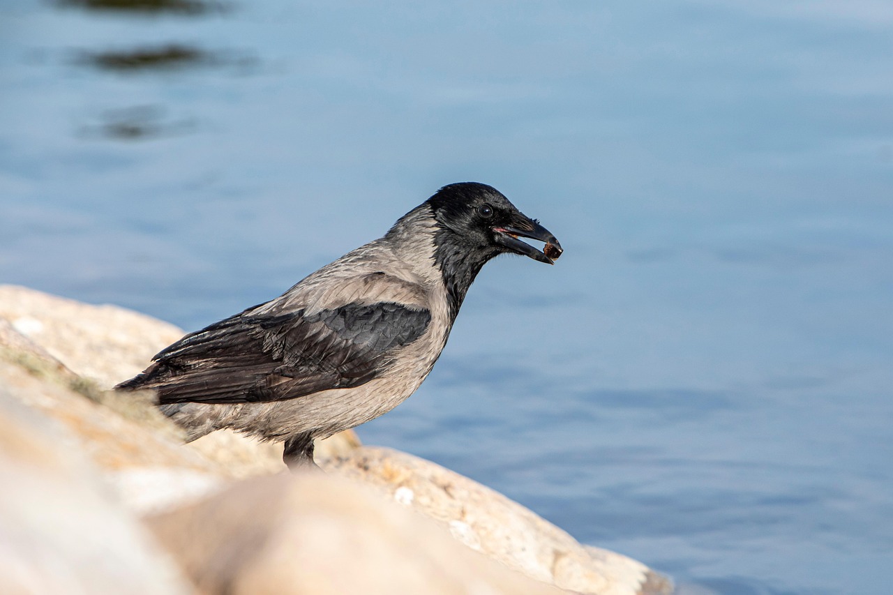 Hooded Crow Vogel Kraai Dieren In - Gratis foto op Pixabay - Pixabay