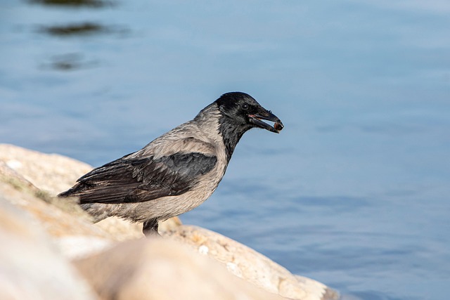 Hooded Crow Bird - Free photo on Pixabay