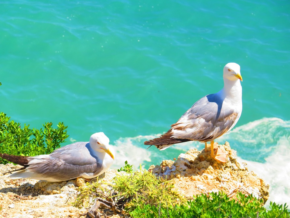 Portuguese Coast Animal Life - Free photo on Pixabay - Pixabay