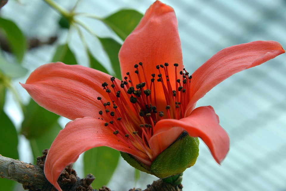 Flower Blossom Bloom - Free photo on Pixabay