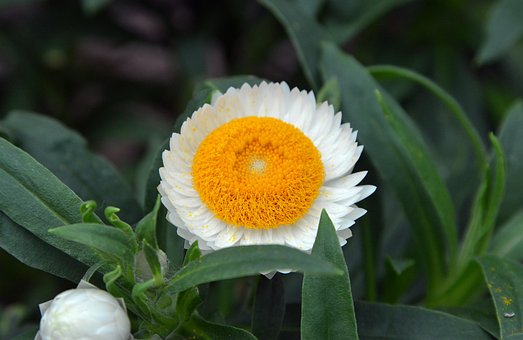 1+ Free Ammobium & Flower Photos - Pixabay