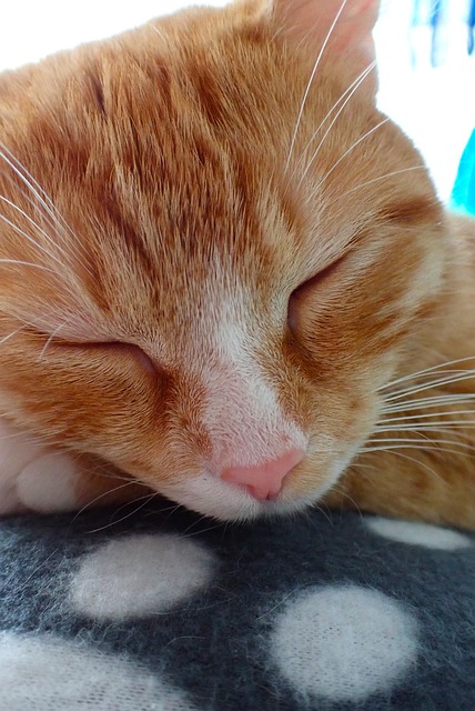 Chat Cinq Roux - Photo gratuite sur Pixabay - Pixabay