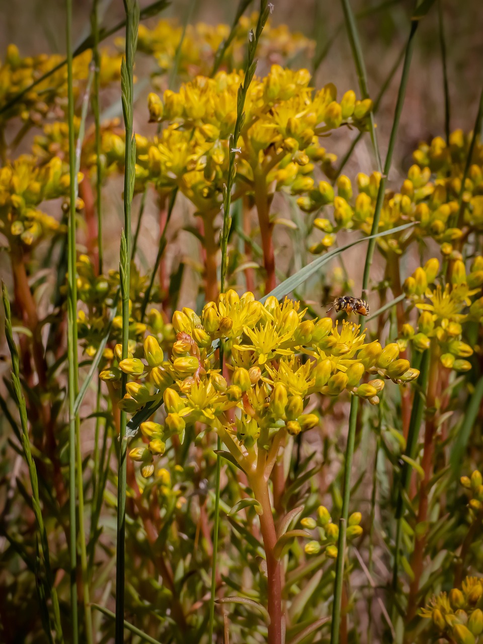 300+ gratis bilder av Sedum Rupestré og Sedum - Pixabay