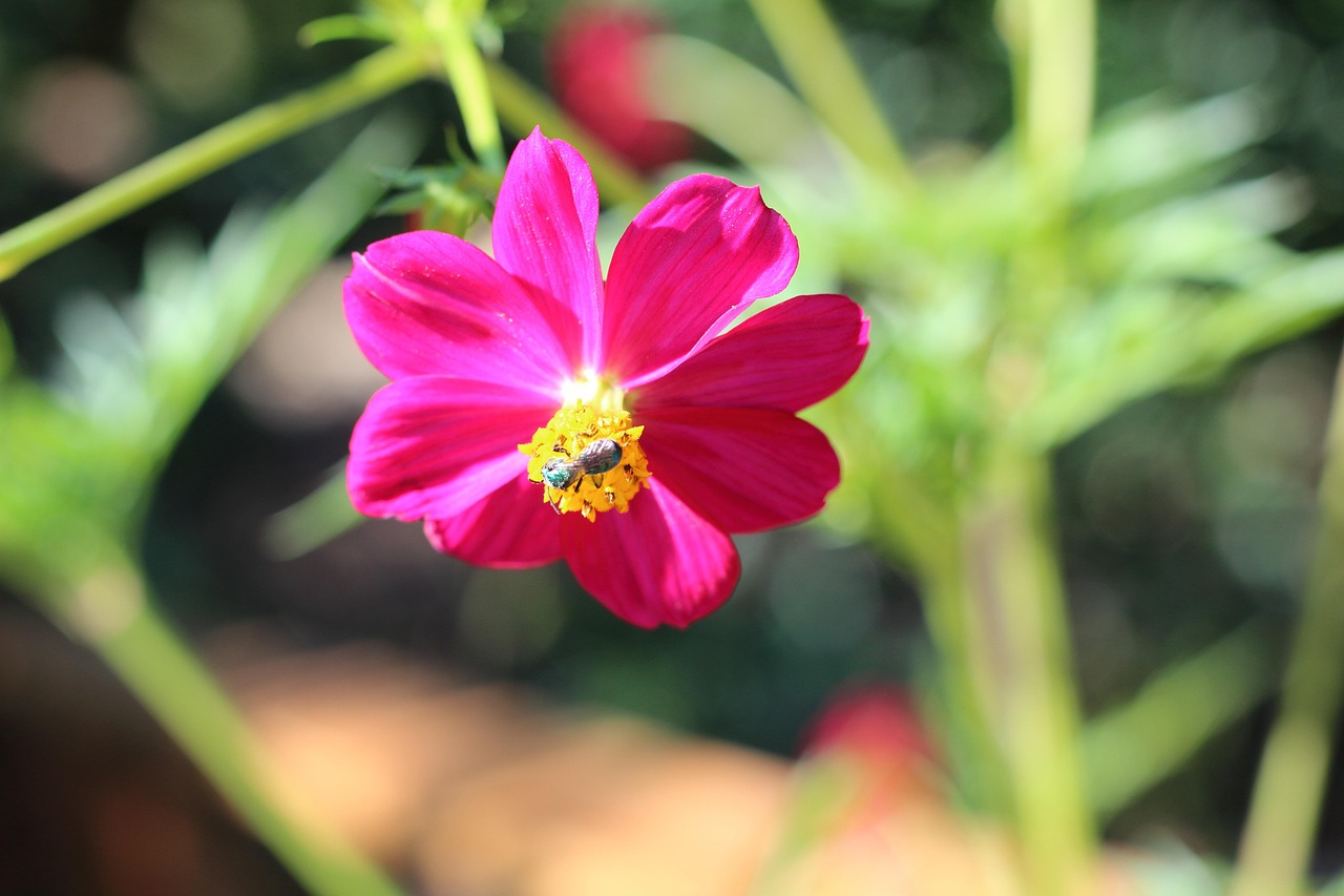 Cosmos Caudatus Kunth Mirasol - Foto gratuita no Pixabay - Pixabay