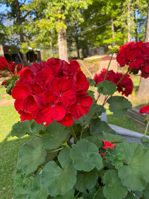 Flower Red Gardenia Floral - Free photo on Pixabay