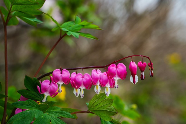 Spring Flowers Bleeding Heart Pink - Free photo on Pixabay