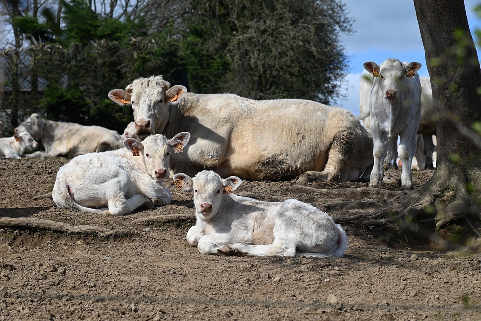 Cows Calves Herd Of Suckler - Free photo on Pixabay