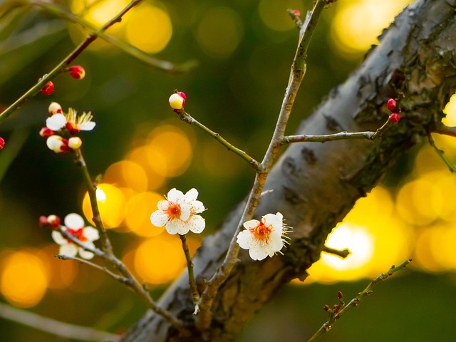 Fleur De Prunier Le Printemps - Photo gratuite sur Pixabay - Pixabay