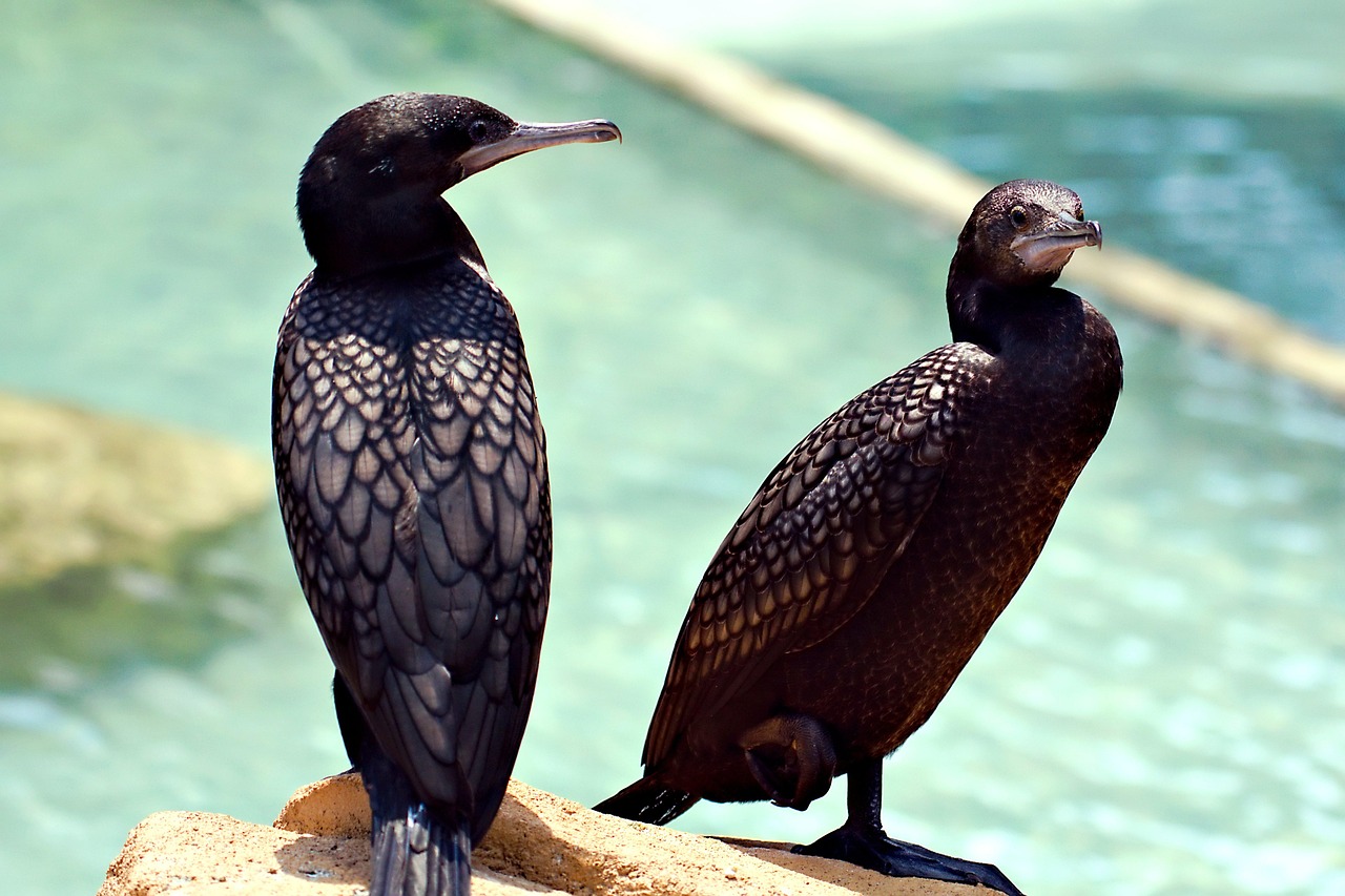 300+ Free Flightless Birds & Ostrich Images - Pixabay