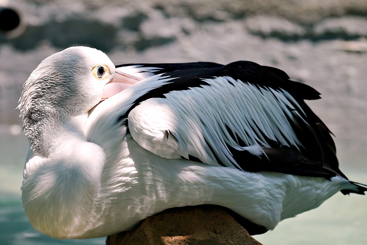 Pelican Bird Sit On - Free photo on Pixabay - Pixabay