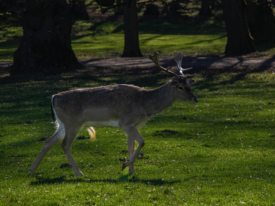 Fallow Deer Mammal Park - Free photo on Pixabay - Pixabay