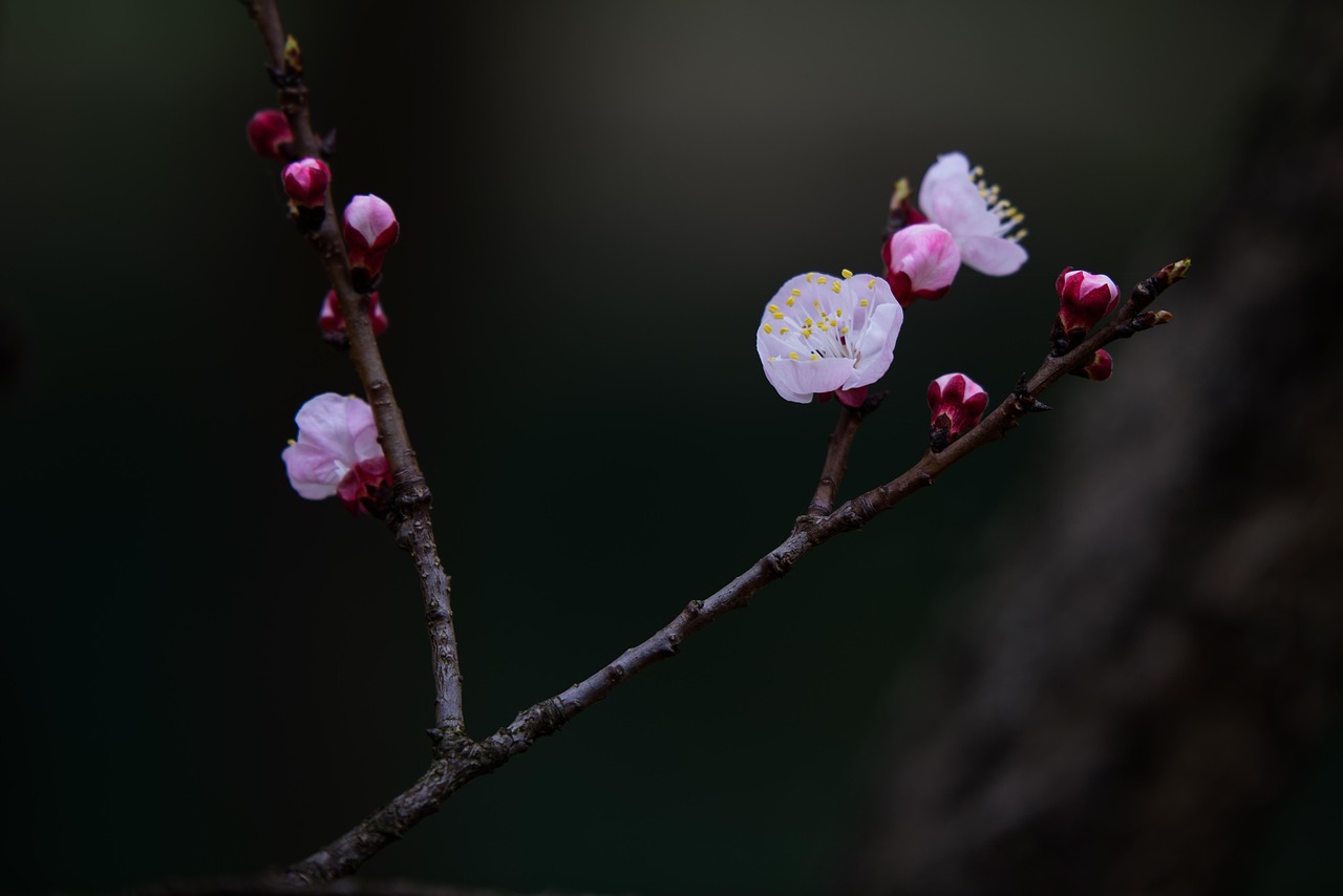 Fleurs Fleur D'Abricotier Bourgeon - Photo gratuite sur Pixabay - Pixabay