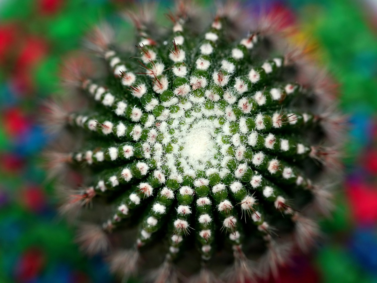 Cactus Flora Naturaleza - Foto gratis en Pixabay - Pixabay
